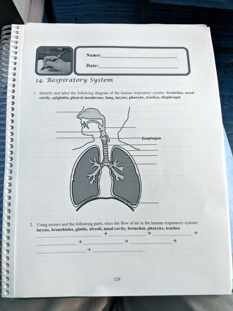 Name: Date: 14. Respiratory System Identify and label the following ...