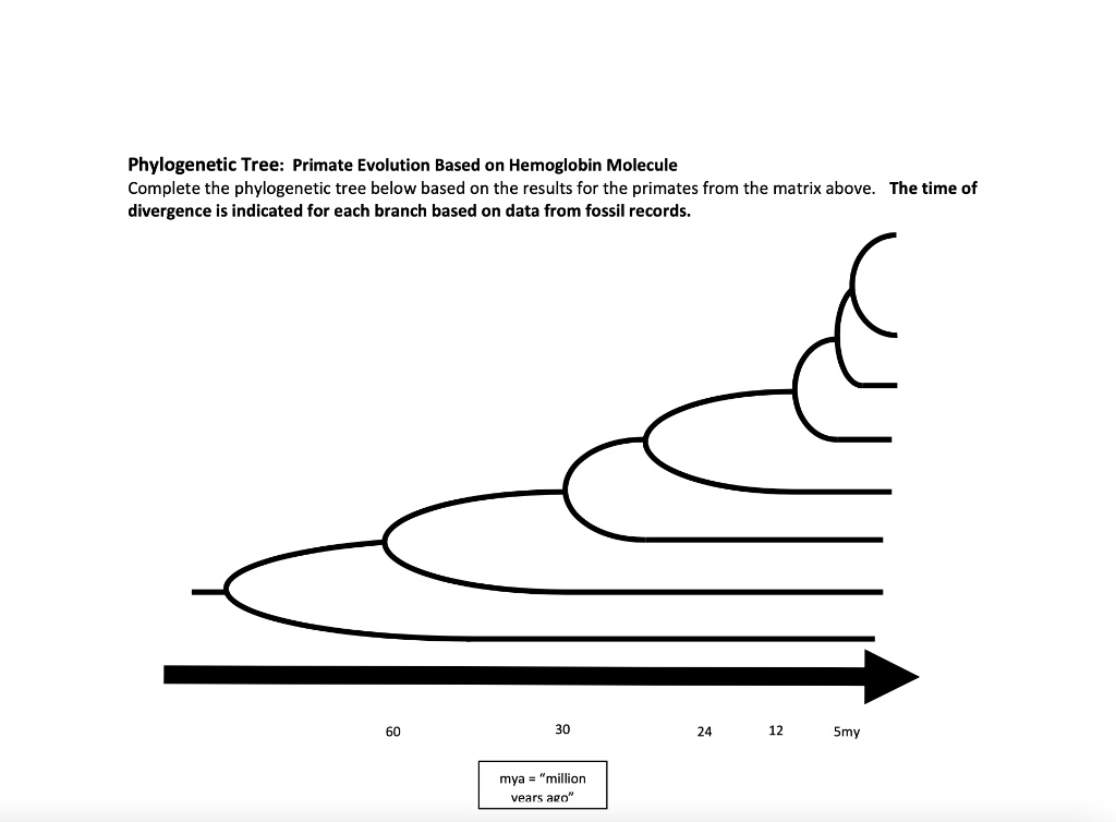SOLVED: Phylogenetic Tree: Primate Evolution Based on Hemoglobin ...