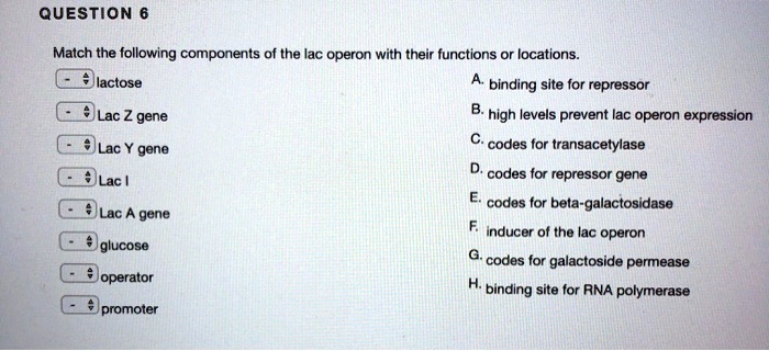 SOLVED:QUESTION 6 Match the following components of the lac operon with ... SOLVED:QUESTION 6 Match the following components of the lac operon with ...