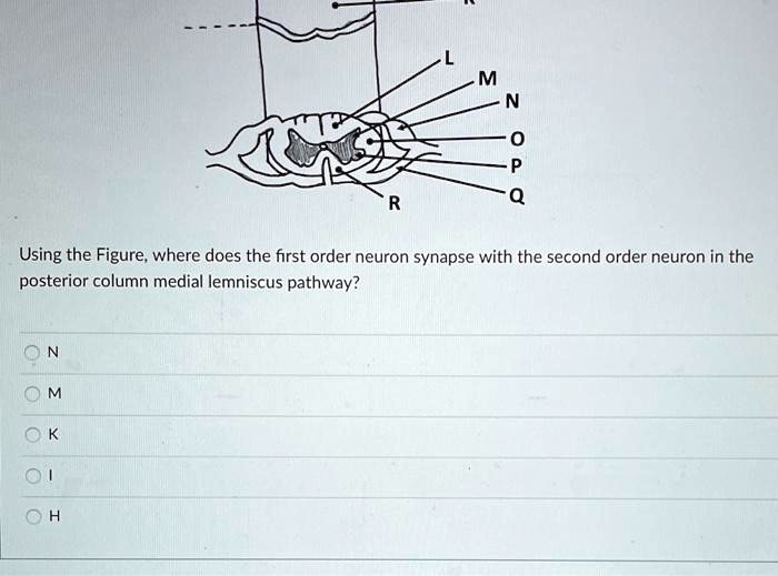 SOLVED: Using the Figure; where does the first order neuron synapse ...