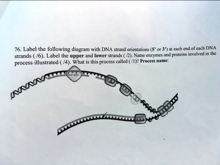 SOLVED: Label the following diagram with DNA strand orientations (5' or ...