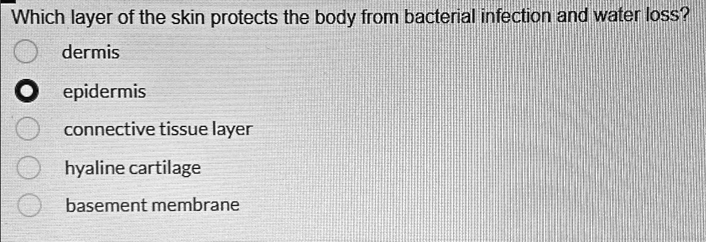 Which layer of the skin protects the body from bacterial infection and ...