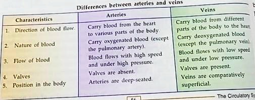 SOLVED: 'differences between arteries and veins'