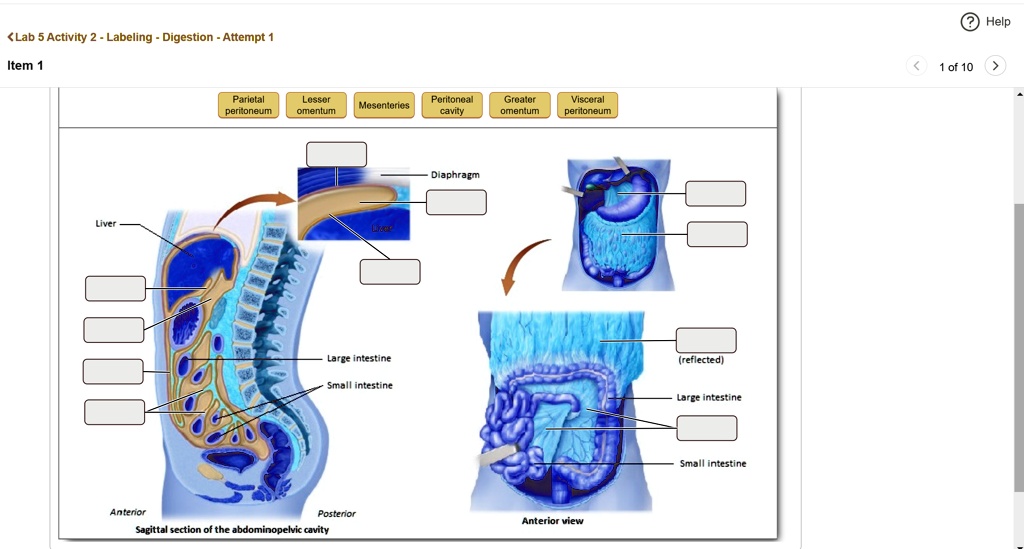 [GET ANSWER] lab 5 activity 2 labeling digestion attempt 1 item 1 liver ...