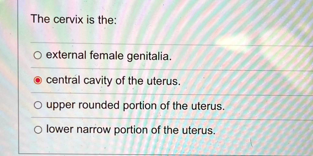 the cervix is the o external female genitalia central cavity of the ...