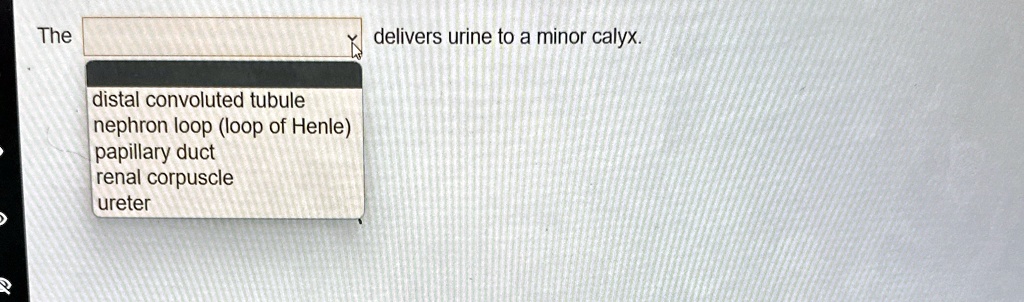 The distal convoluted tubule nephron loop (loop of Henle) papillary ...