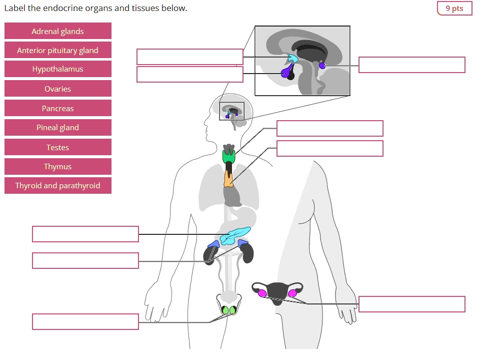 SOLVED: Label the endocrine organs and tissues below: 9 pts Adrenal ...