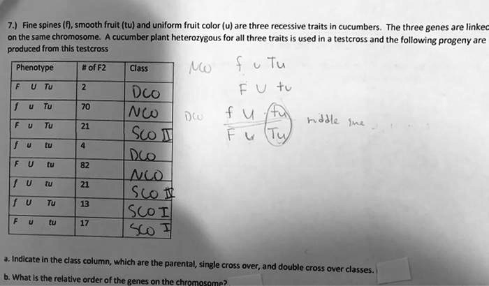7.) Fine spines (f), smooth fruit (tu) and uniform fruit color (u) are ...