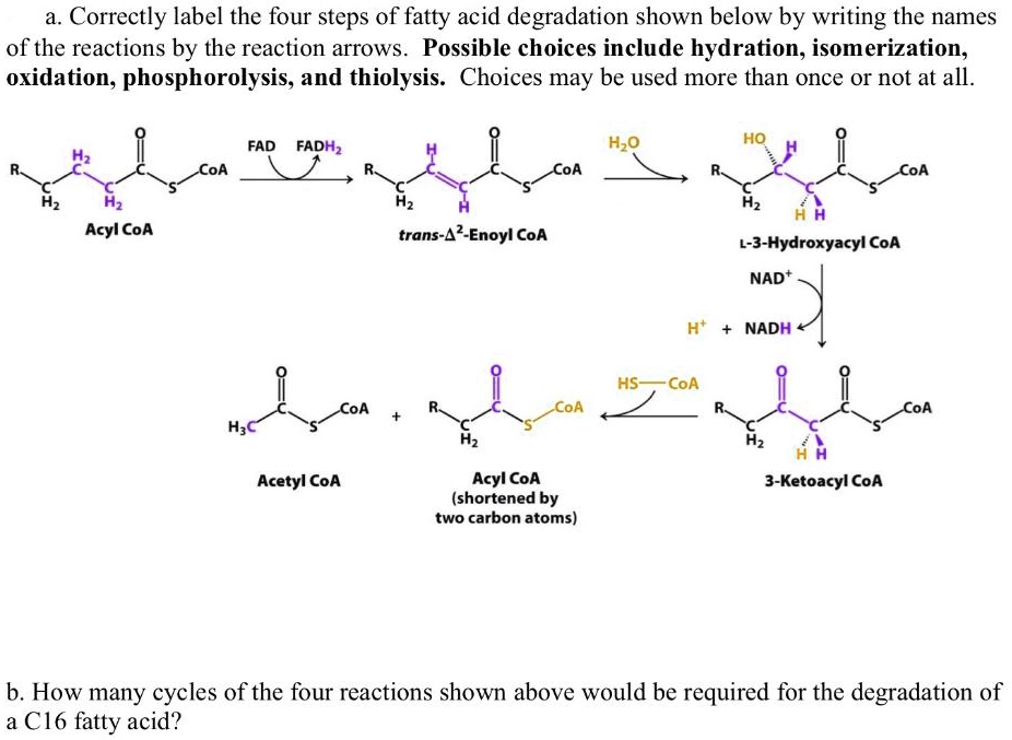 SOLVED: Correctly label the four steps of fatty acid degradation shown ...