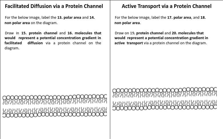 Facilitated Diffusion via a Protein Channel For the below image, label ...