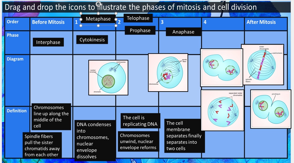 drag and drop the icons to fllustrate the phases of mitosis and cell ...