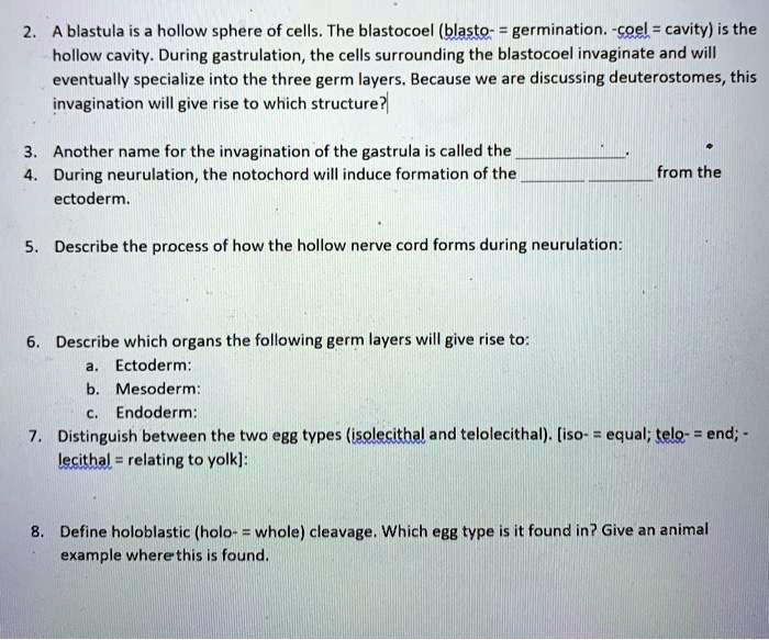 SOLVED: A blastula is a hollow sphere of cells. The blastocoel (blasto ...