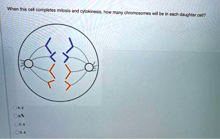 SOLVED: When this cell completes mitosis and cytokinesis, how many ...