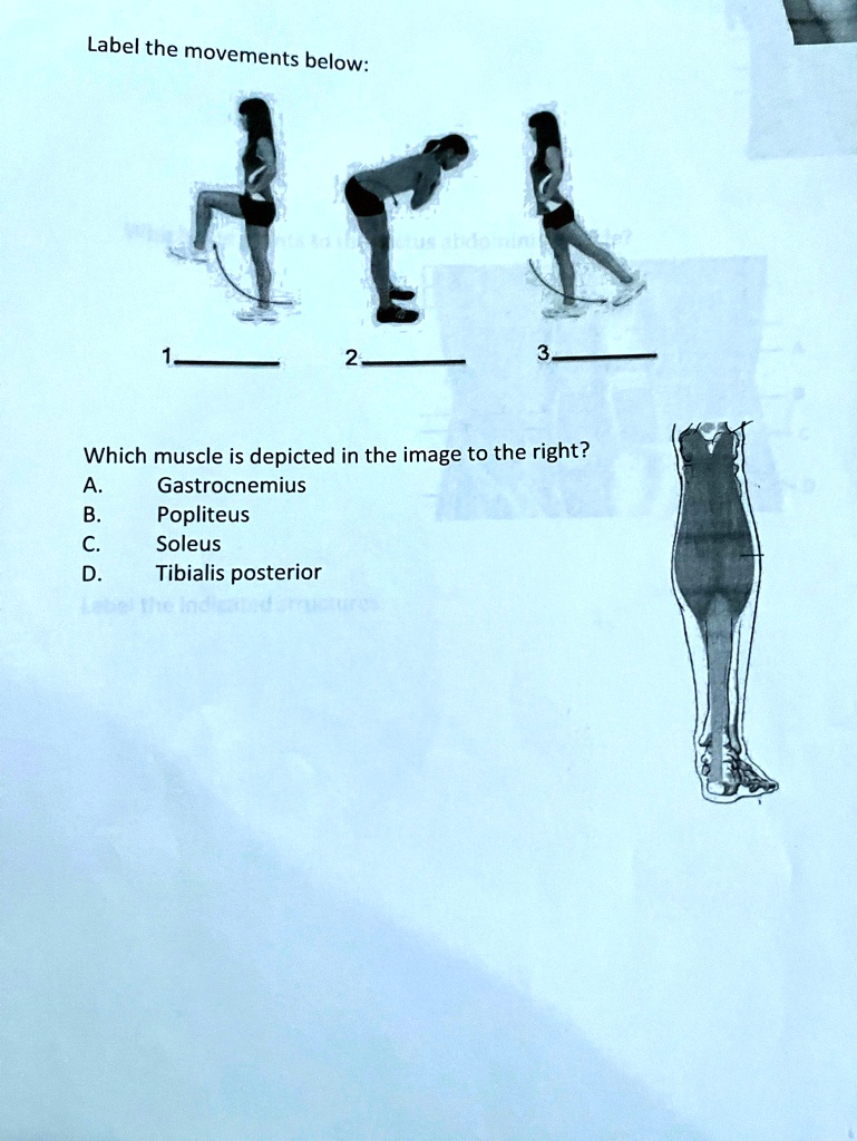 Label the movements below: Which muscle is depicted in the image to the ...