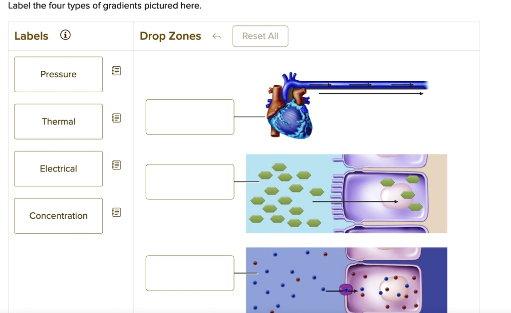 Label the four types of gradients pictured here. Labels Pressure ...