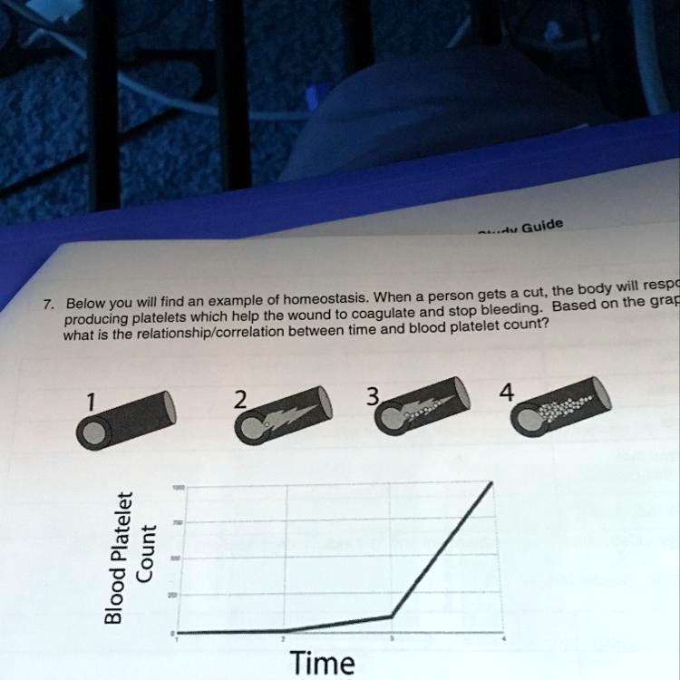 SOLVED: Below you will find an example of homeostasis. When a person ...
