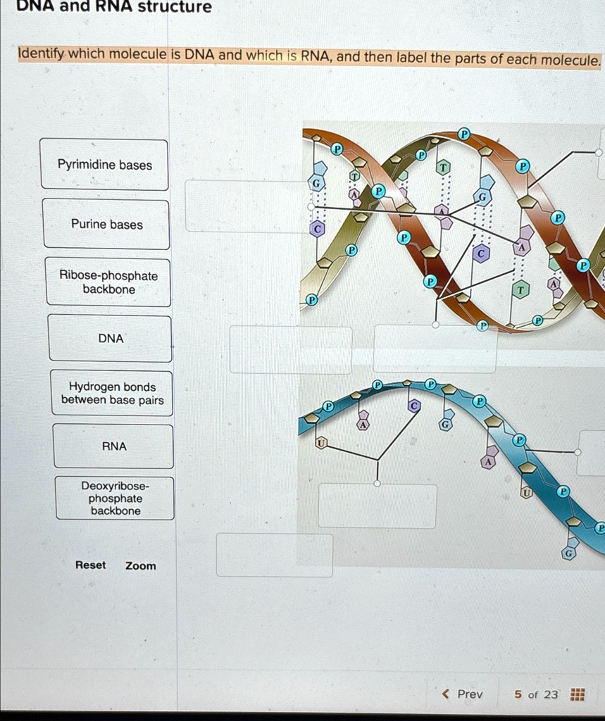 DNA and RNA structure Identify which molecule is DNA and which is RNA ...