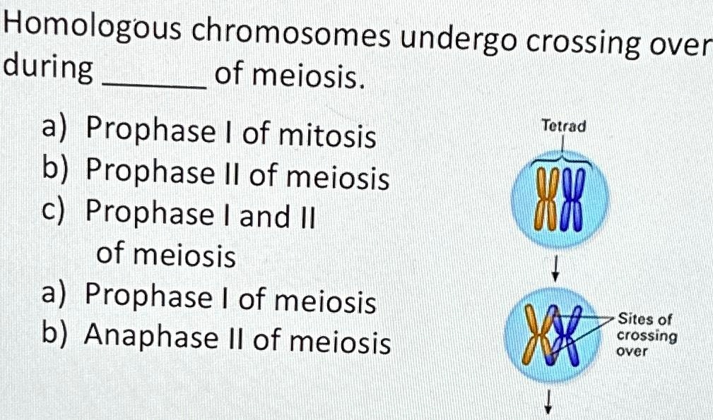 Homologous chromosomes undergo crossing over during of meiosis. a ...
