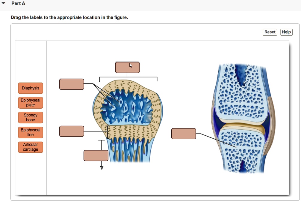 part a drag the labels to the appropriate location in the figure reset ...