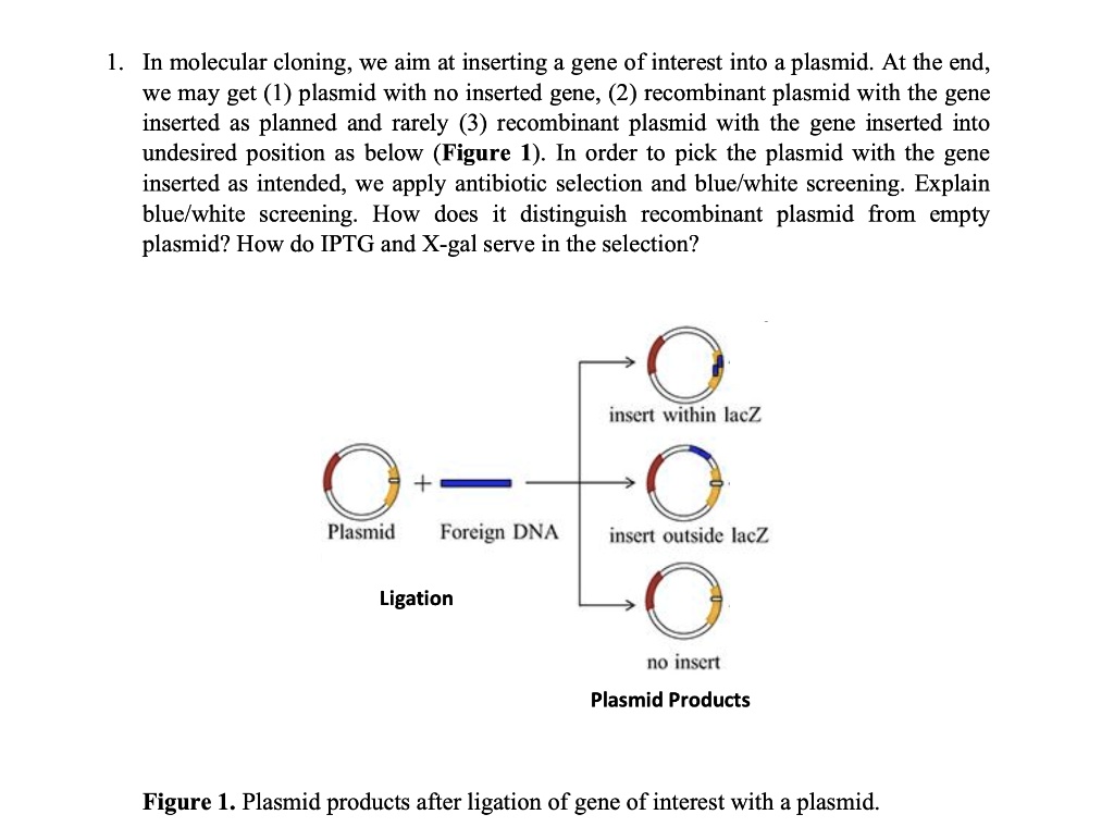 SOLVED: In molecular cloning, we aim to insert a gene of interest into ...