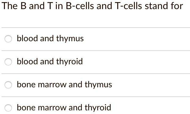 the b and tin b cells and t cells stand for blood and thymus blood and ...