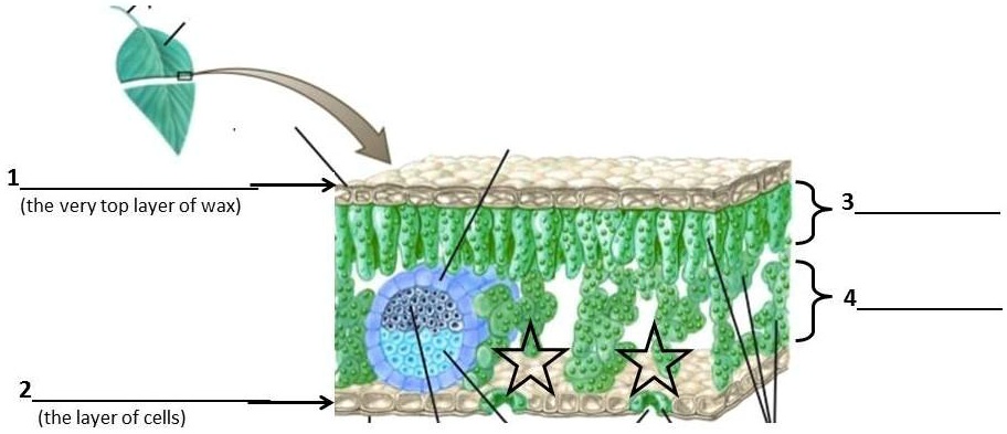 1 (the very top layer of wax) 3 2 (the layer of cells) 4
