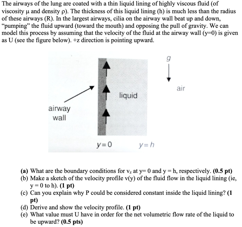 the airways of the lung are coated with a thin liquid lining of highly ...