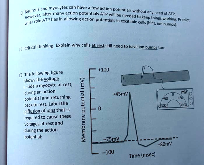 SOLVED: Neurons and myocytes can have a few action potentials after ... SOLVED: Neurons and myocytes can have a few action potentials after ...