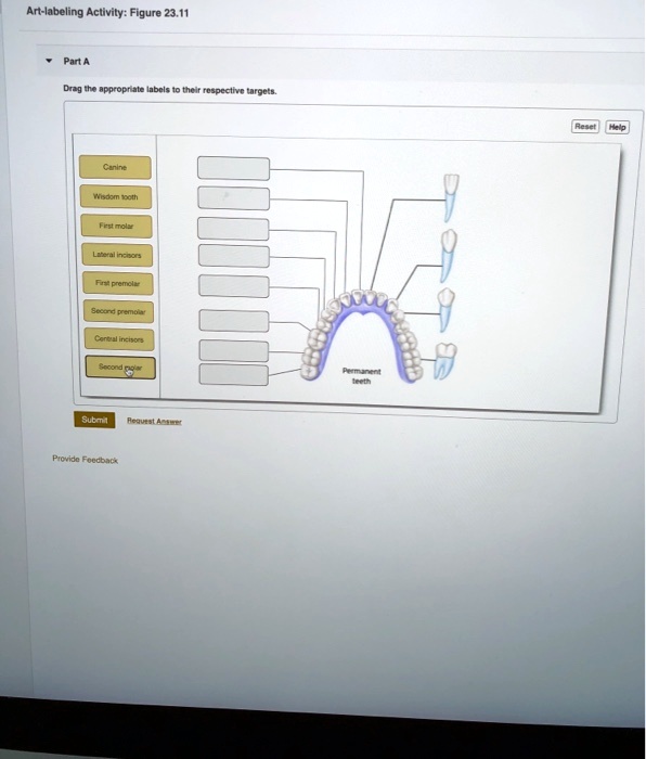 Art-labeling Activity: Figure 23.11 Part A Drag the appropriate labels ...