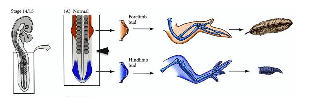 SOLVED: Texts: The figure below shows the normal sequence of limb ...