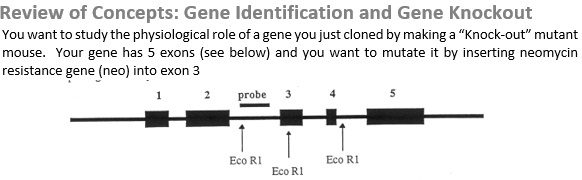 SOLVED:Review of Concepts: Gene Identification and Gene Knockout You ...