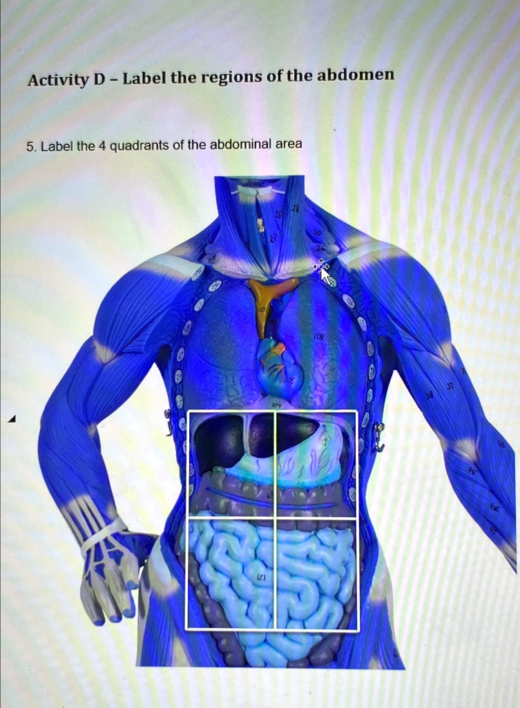 Quadrants Of The Abdomen On Meducation Meducation - Your medical CPD ...