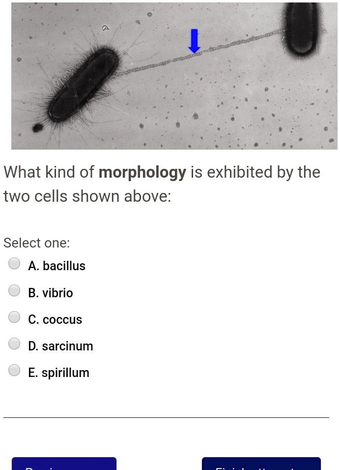 SOLVED: What kind of morphology is exhibited by the two cells shown ...