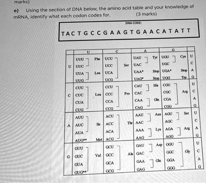 genetics transcription translation marks using the section of dna ...