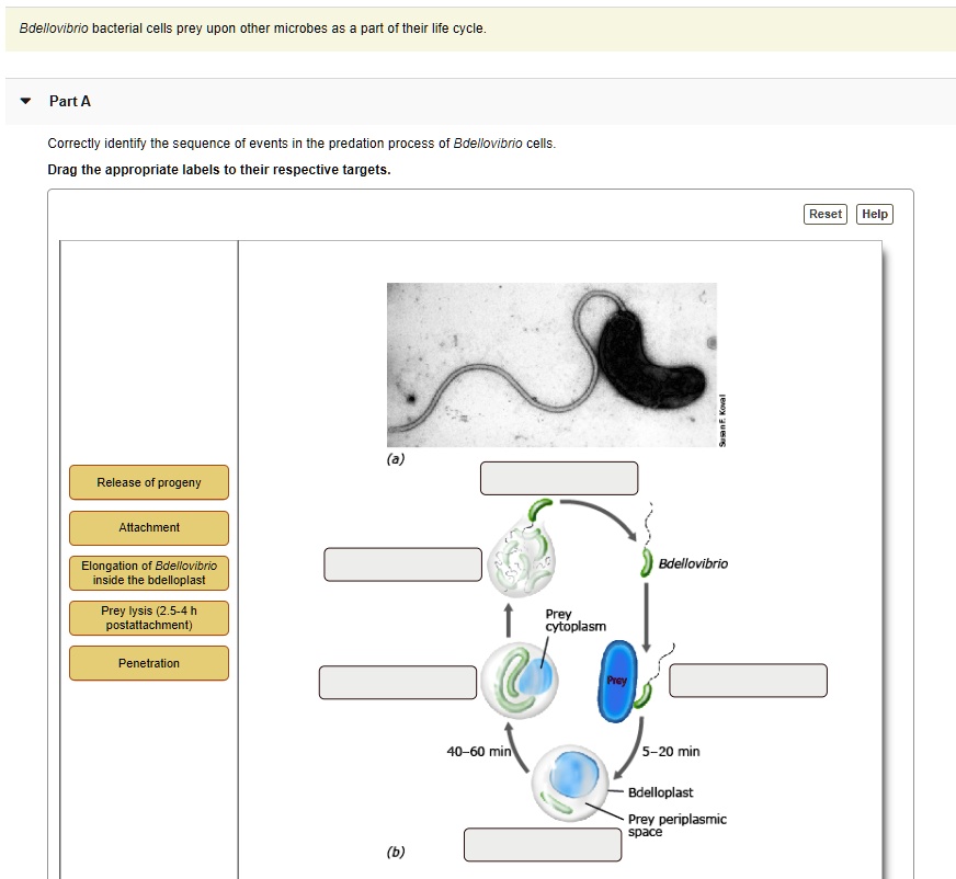 SOLVED: Bdellovibrio bacteria cells prey upon ther microbes as part oi their life cycle Part A ...