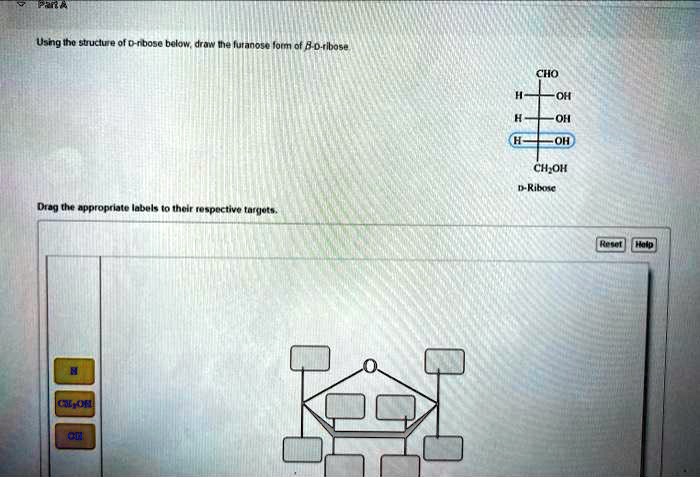 SOLVED: Using the structure of Î²-D-ribose below, draw the furanose ...
