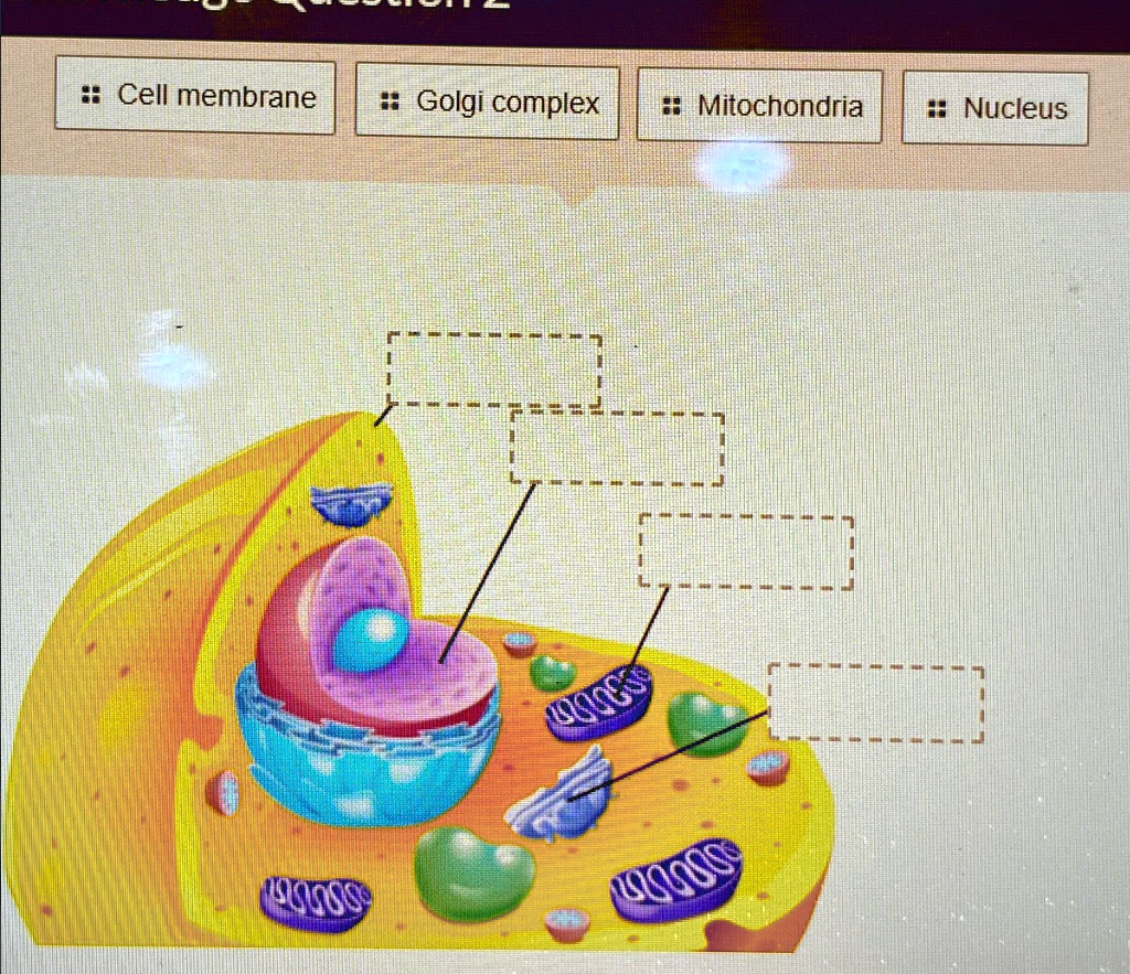 SOLVED: :: Cell membrane Golgi complex Mitochondria Nucleus Cell ...