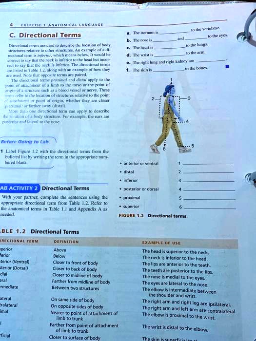 Exercise in Anatomical Language Directional Terms Directional terms are ...