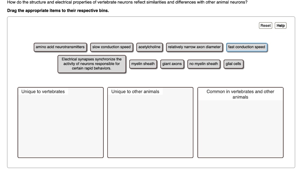 how do the structure and electrical properties of vertebrate neurons ...