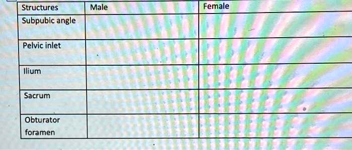 complete chart on how these structures differ between male and female ...