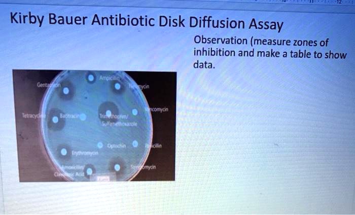 SOLVED: Kirby Bauer Antibiotic Disk Diffusion Assay Observation ...