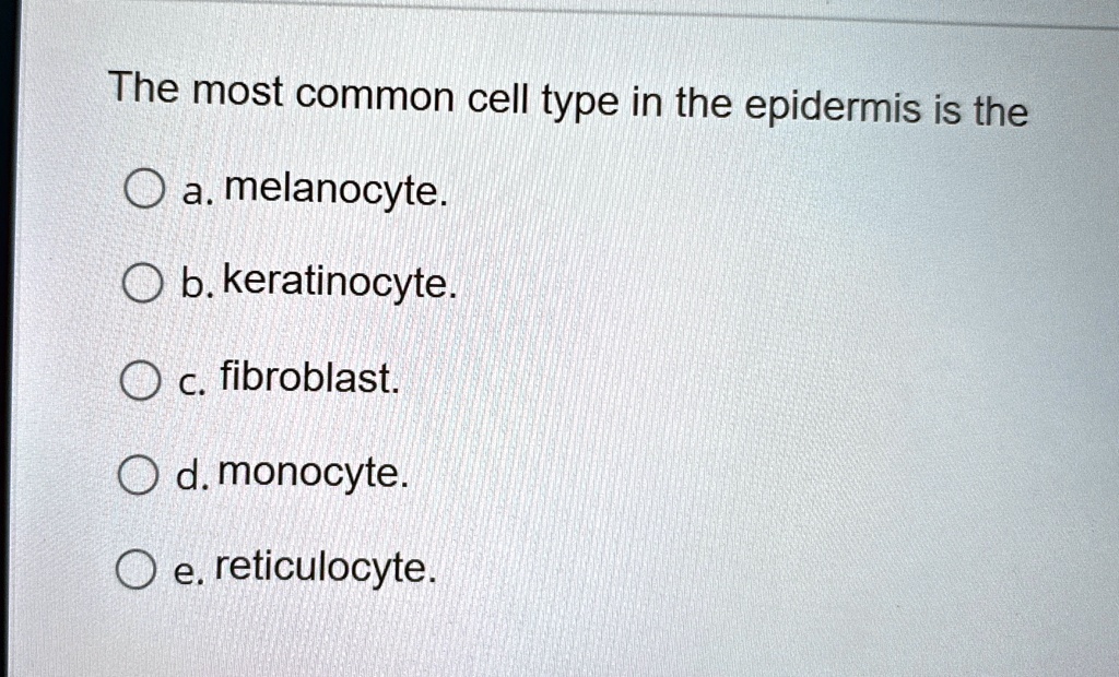 the most common cell type in the epidermis is the a melanocyte b ...