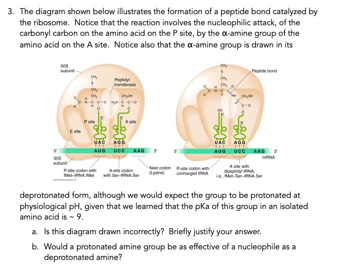 SOLVED: The diagram shown below illustrates the formation of a peptide ...