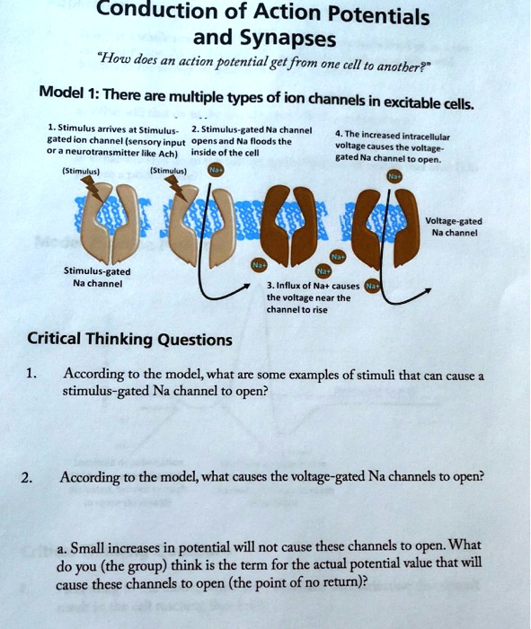 SOLVED: Conduction of Action Potentials and Synapses: "How does an ...