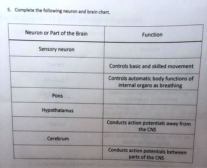 Complete the following neuron and brain chart neuron or part...