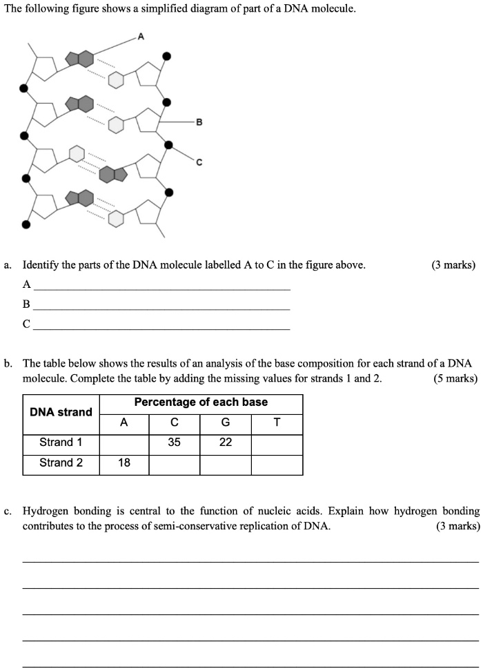 The following figure shows a simplified diagram of part of a DNA ...