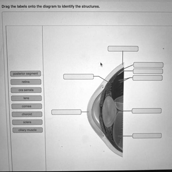 SOLVED: Text: Identify structures of the eye Drag the labels onto the ... SOLVED: Text: Identify structures of the eye Drag the labels onto the ...