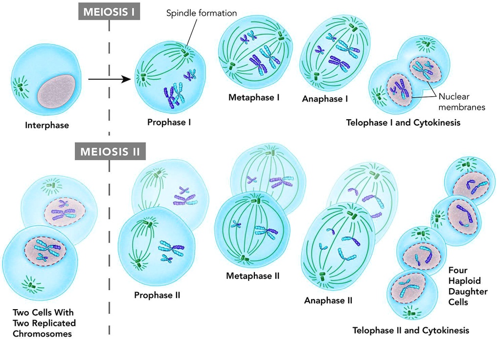 SOLVED: 'Refer to the stages of Meiosis shown in Figure 12-17. Events ...