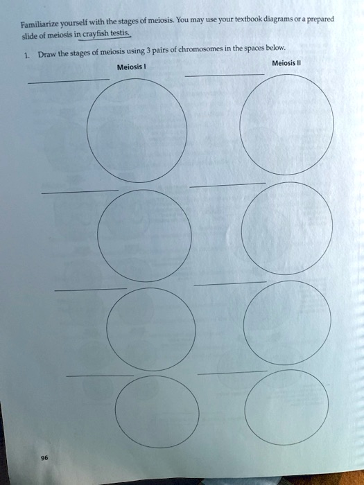 SOLVED:yourself with the stages of meiosis: You may use youI textbook ...