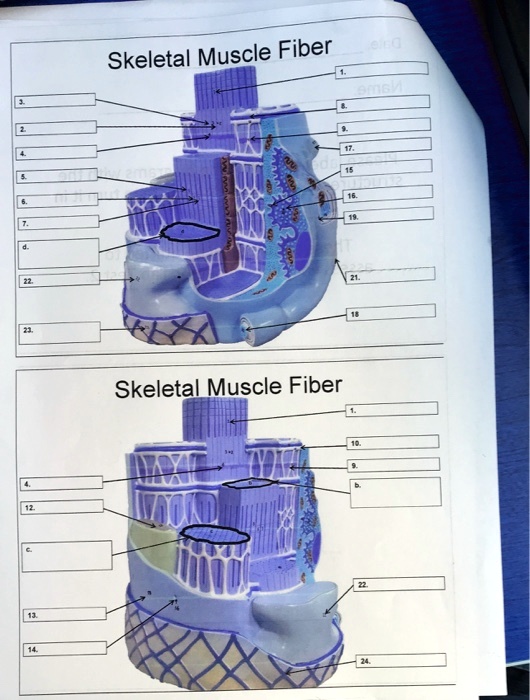 SOLVED: Skeletal Muscle Fiber Skeletal Muscle Fiber